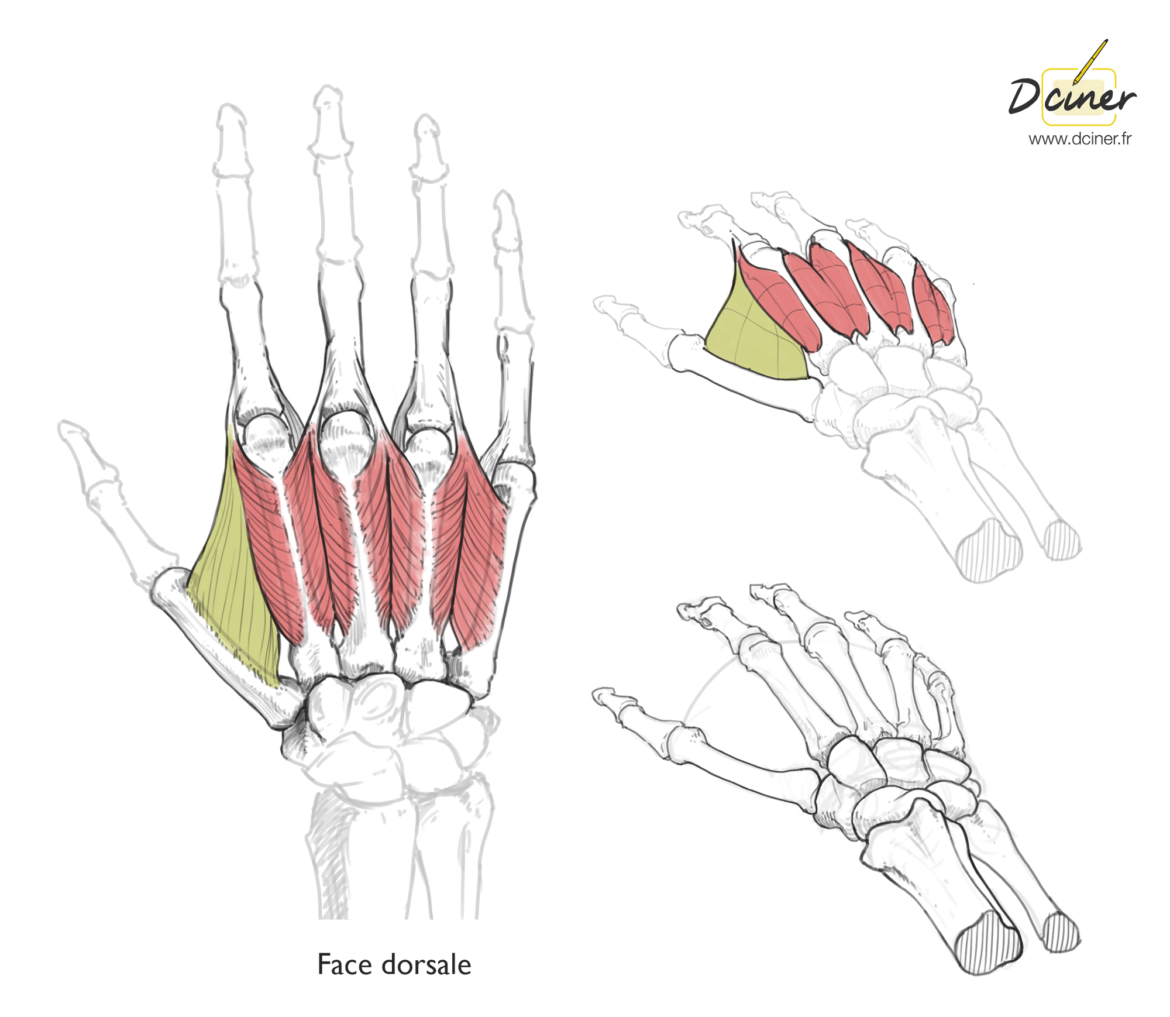 Comment dessiner les mains | Apprendre à dessiner